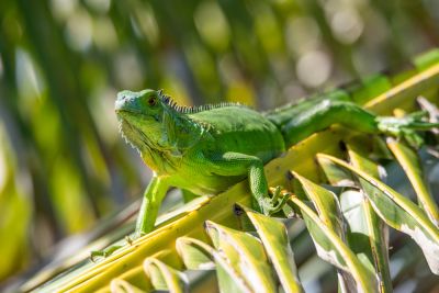 Get Lizard Pest Control - Schedule Service Today
